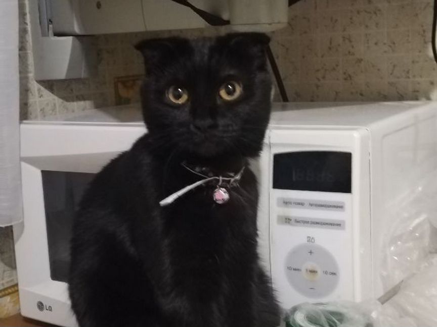 Кошка веслоухая