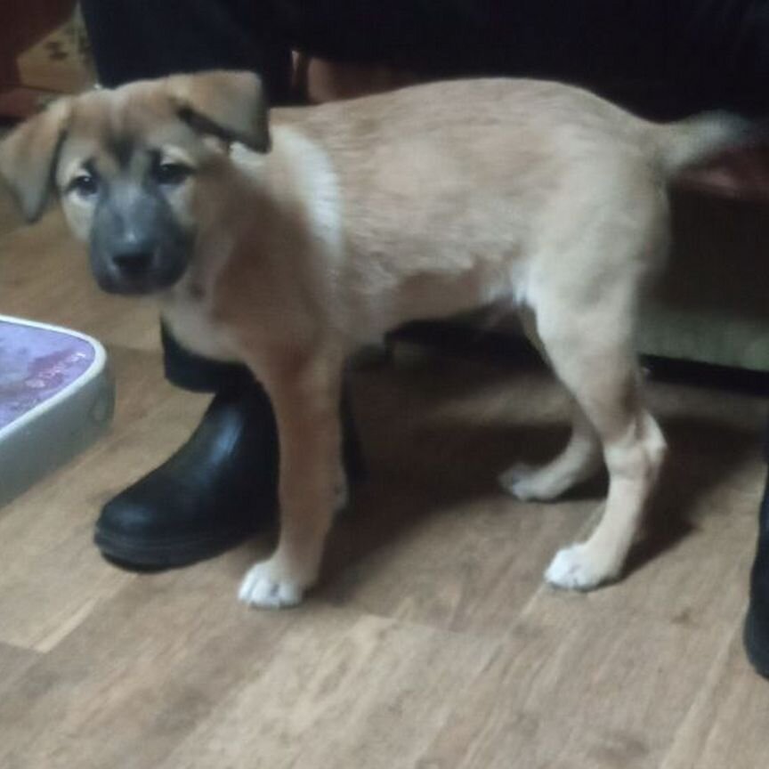 Щенок в добрые руки