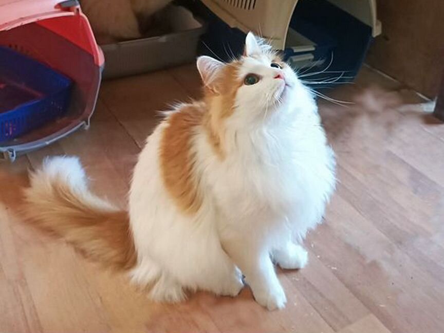 Кот Ирис