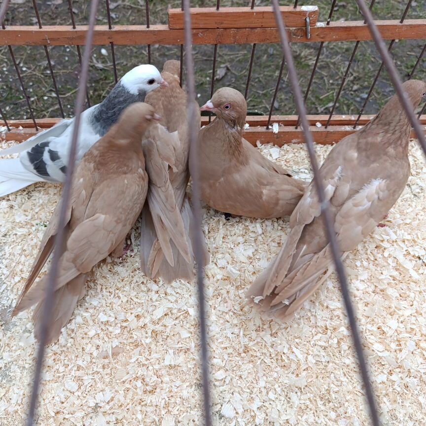 Голуби пермские