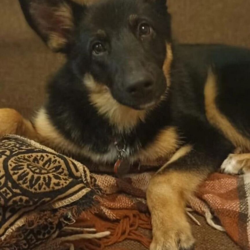 Малышка Молли в добрые руки