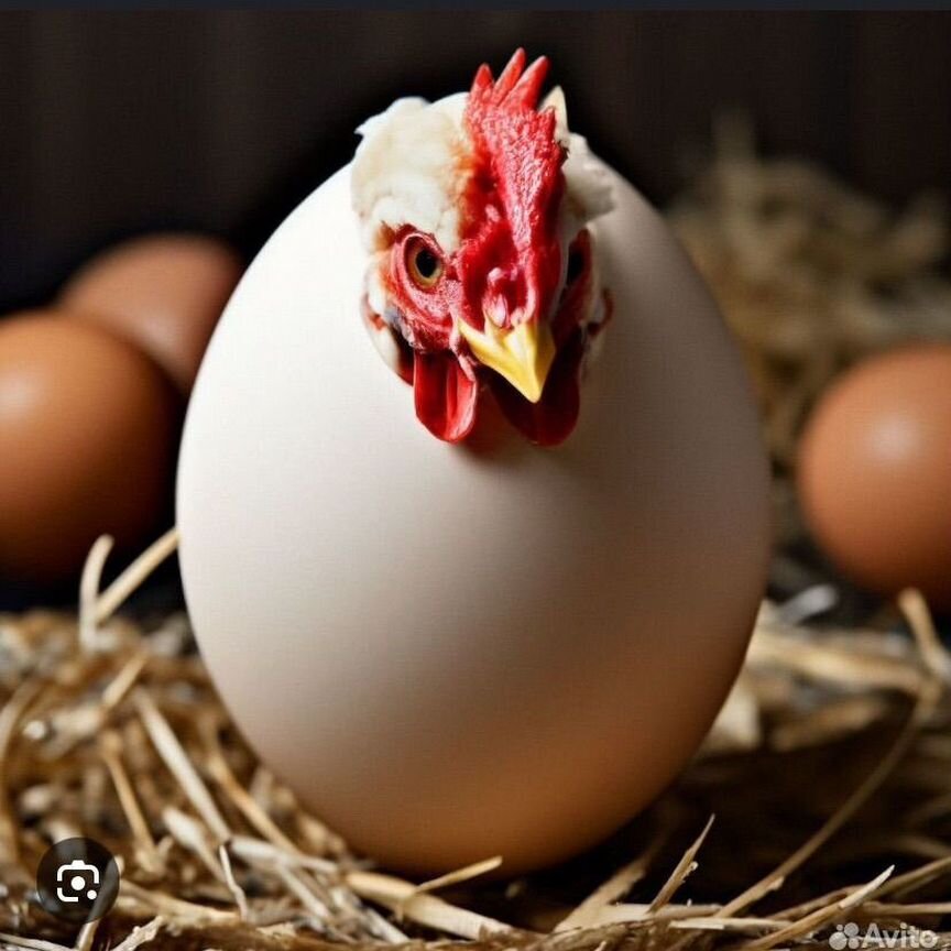 Петушки 8 месяцев