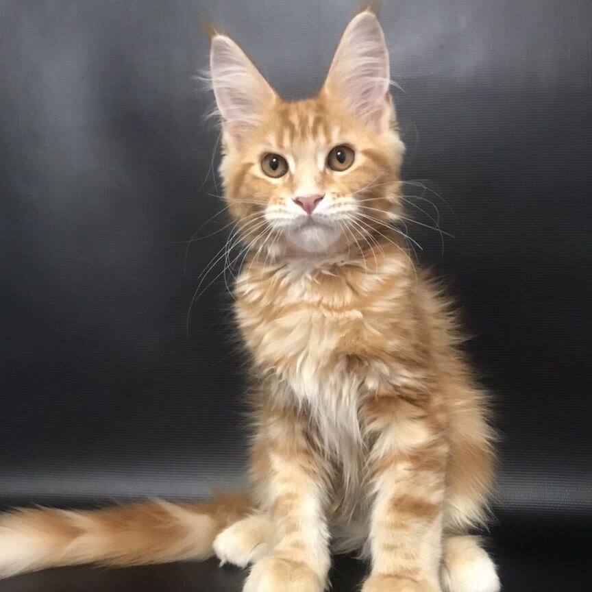 Кошечки с документами из питомника