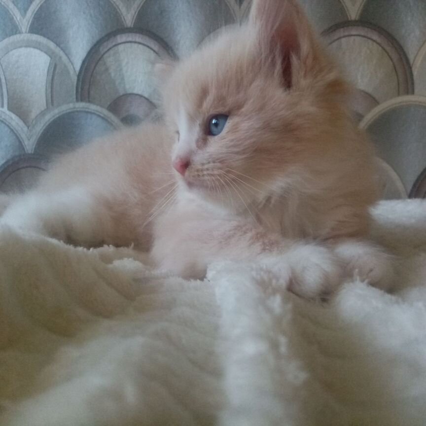 Котёнок от частного владельца