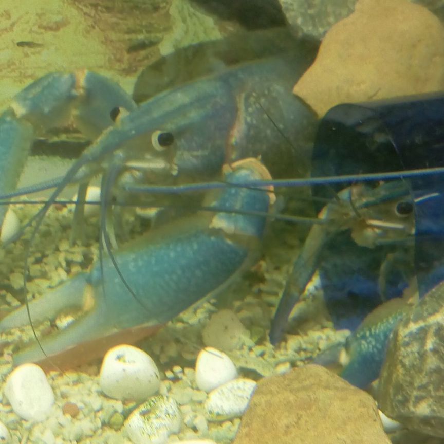 Австралийский красноклешневый рак