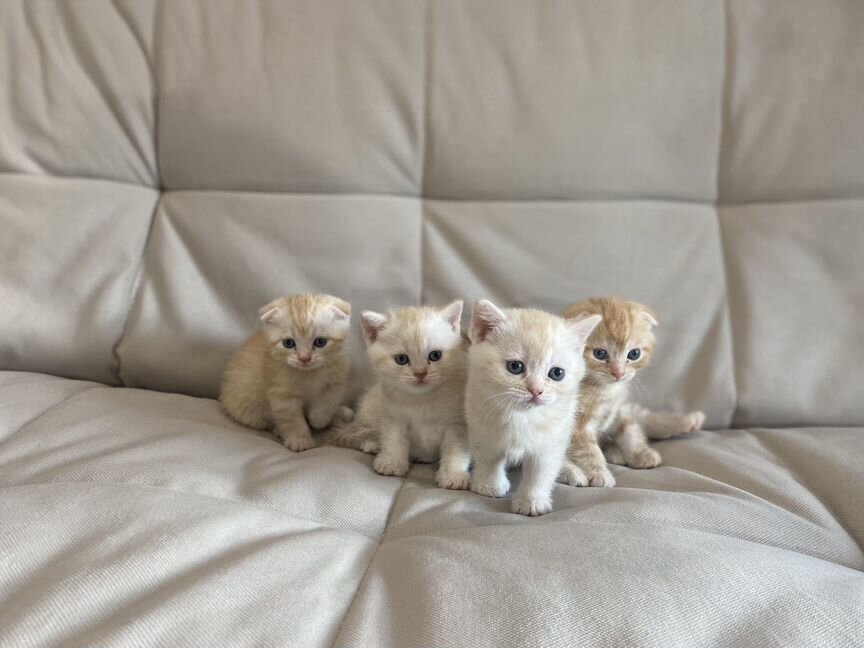 Шотландские вислоухие котята