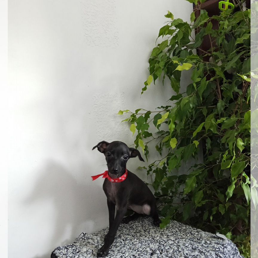 Левретка, щенок