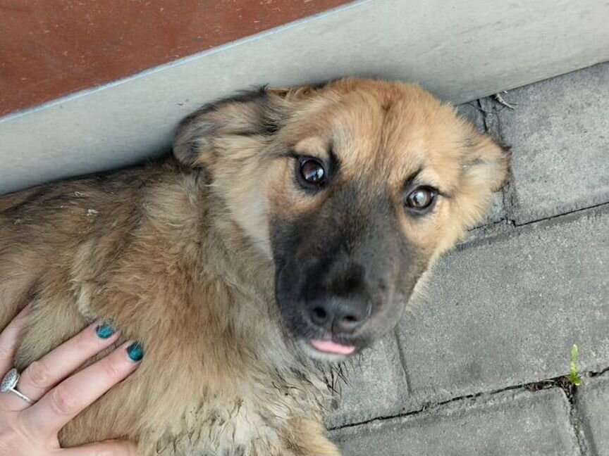 Стерилизованные и привитые девочки