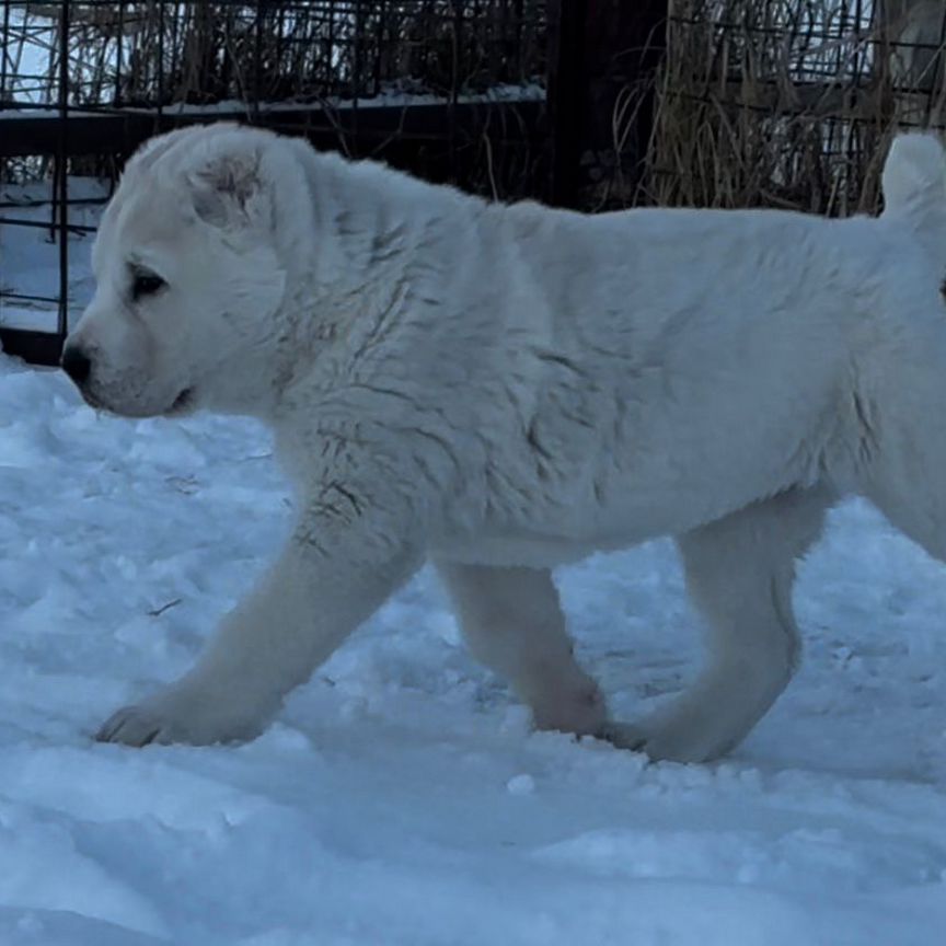Щенки сао алабай