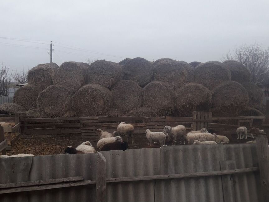 Гороховая солома