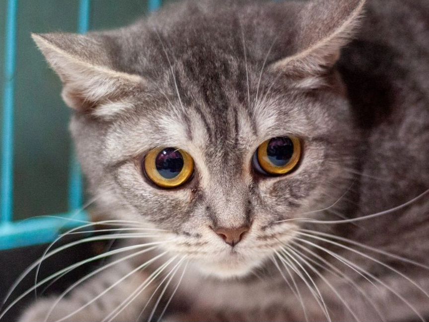 Ненужное наследство ищет дом