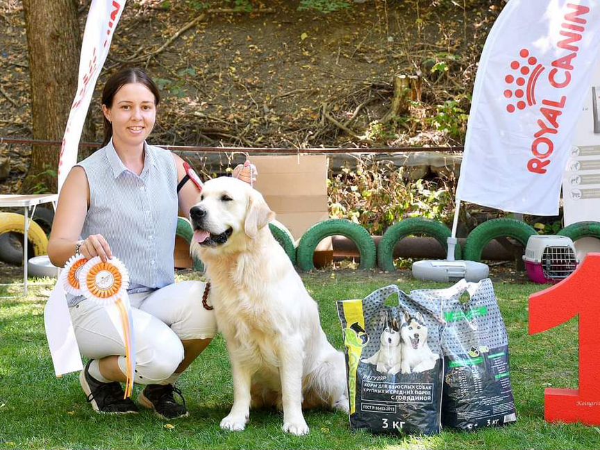 Голден ретривер Вязка