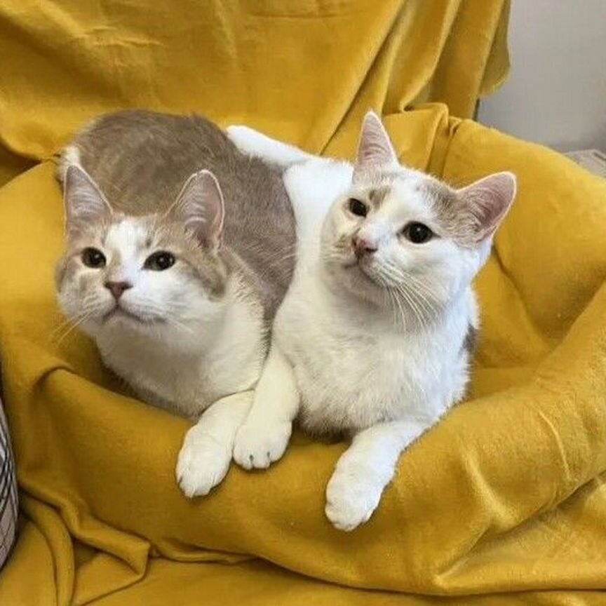 Ручные ласковые мягкие котики мальчики в добрые ру
