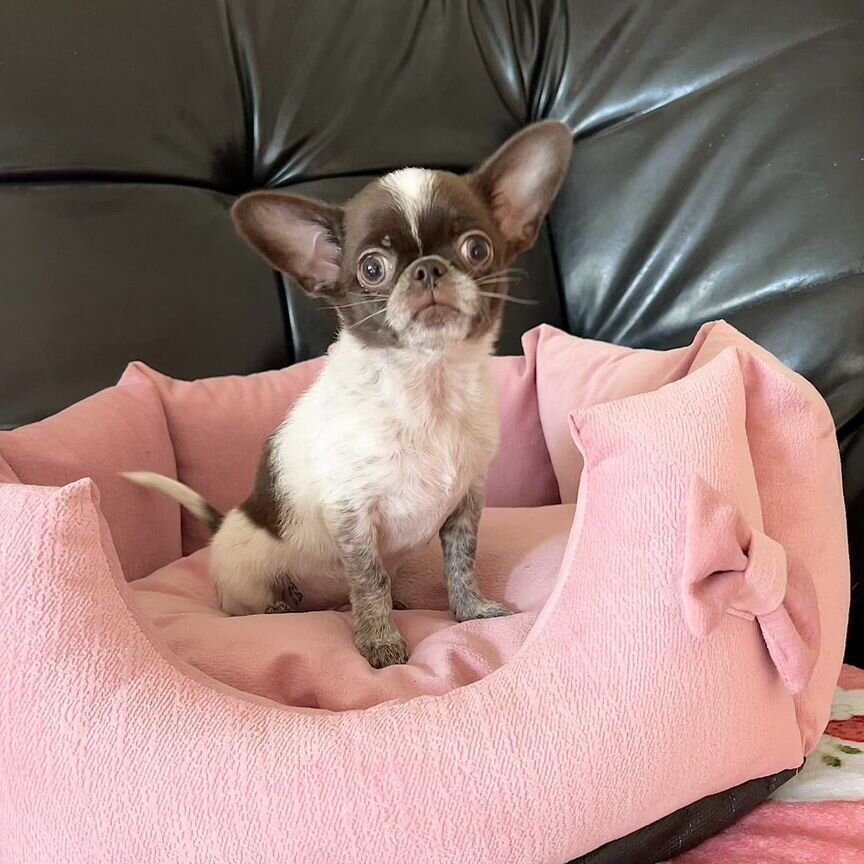 Чихуахуа Василек