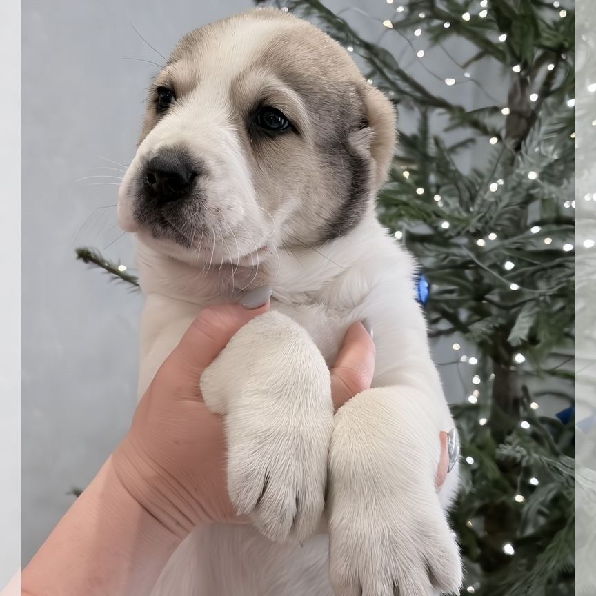 Среднеазиатская овчарка, щенок