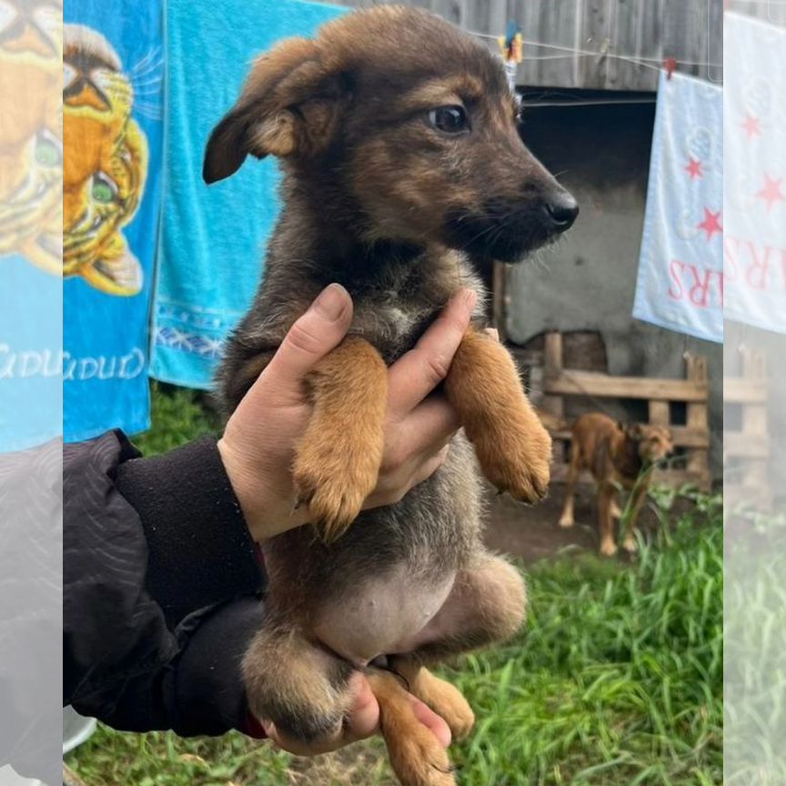 Маленькие щенки в добрые руки