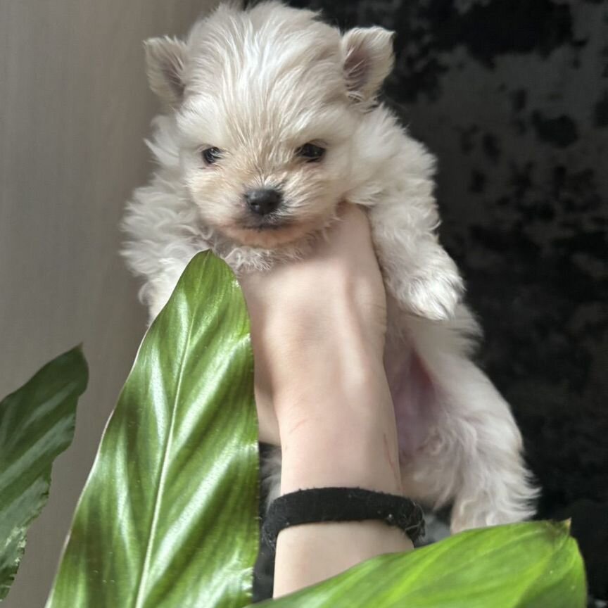 Померанский шпиц