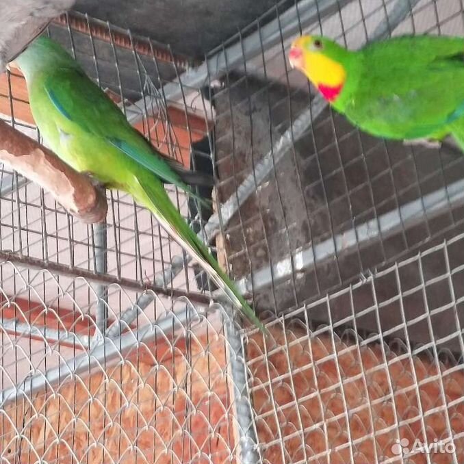 Декоративные птицы