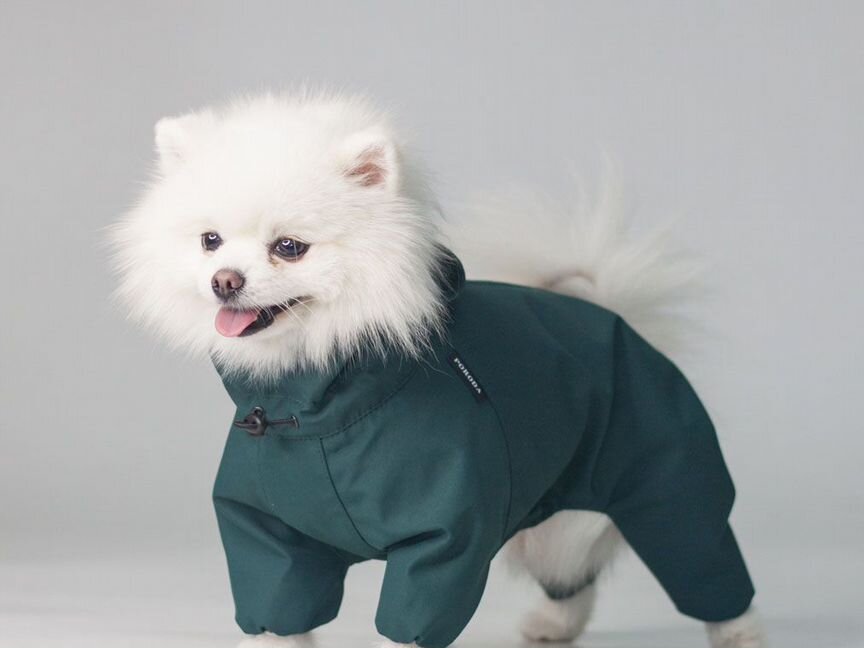 Одежда для шпица