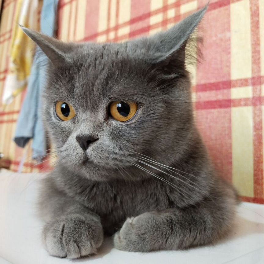 Британская кошка бесплатно