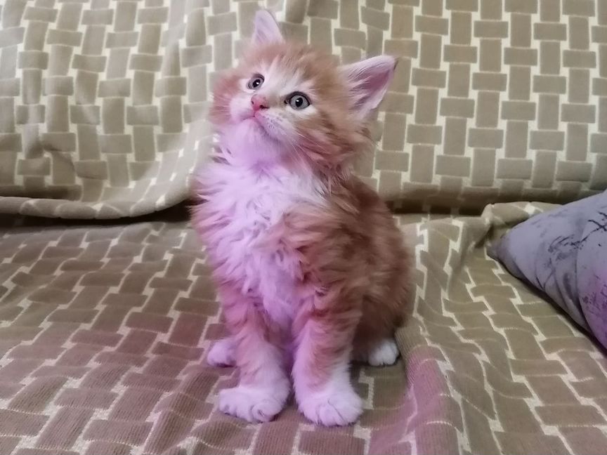 Котята мейн-кун