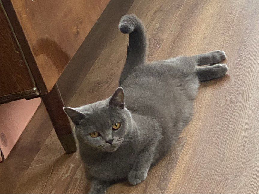 Ищем котика для связки