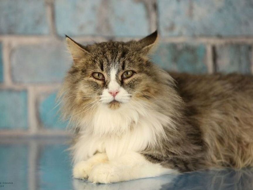 Кошечка в хорошие руки