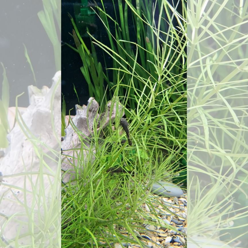 Сом Анциструс