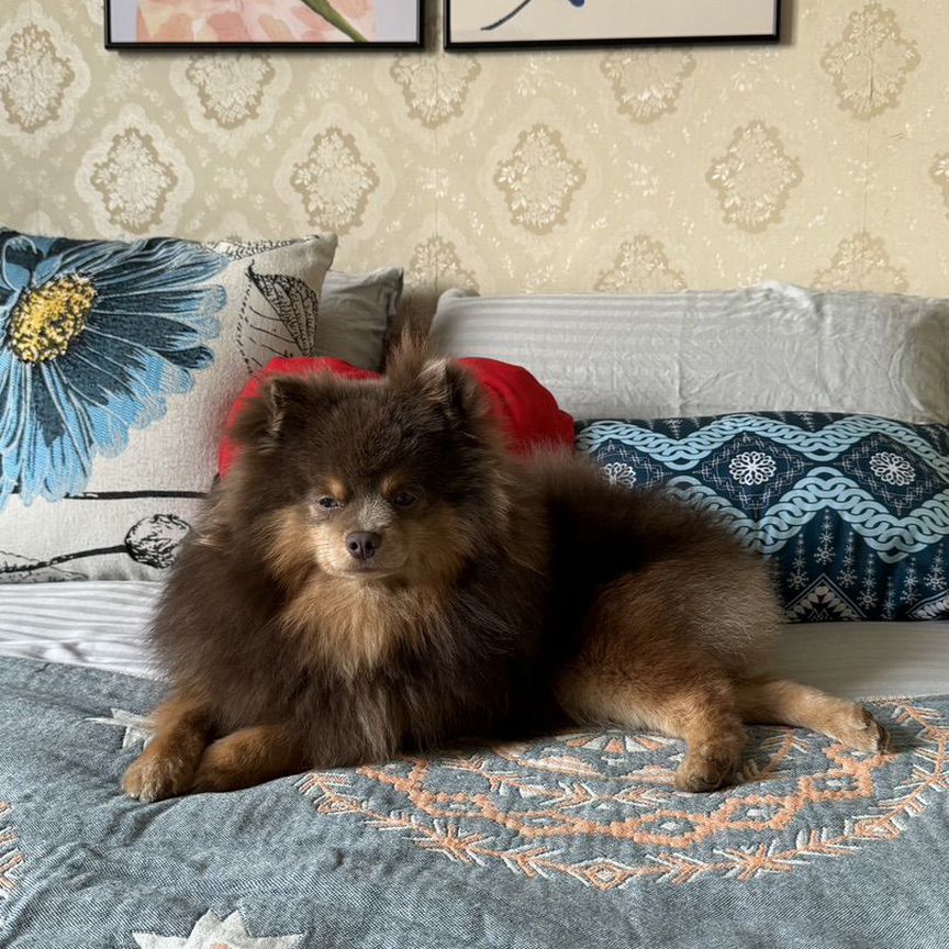 Немецкий шпиц вязка