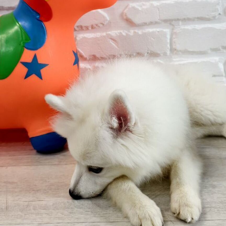 Японский шпиц, щенок