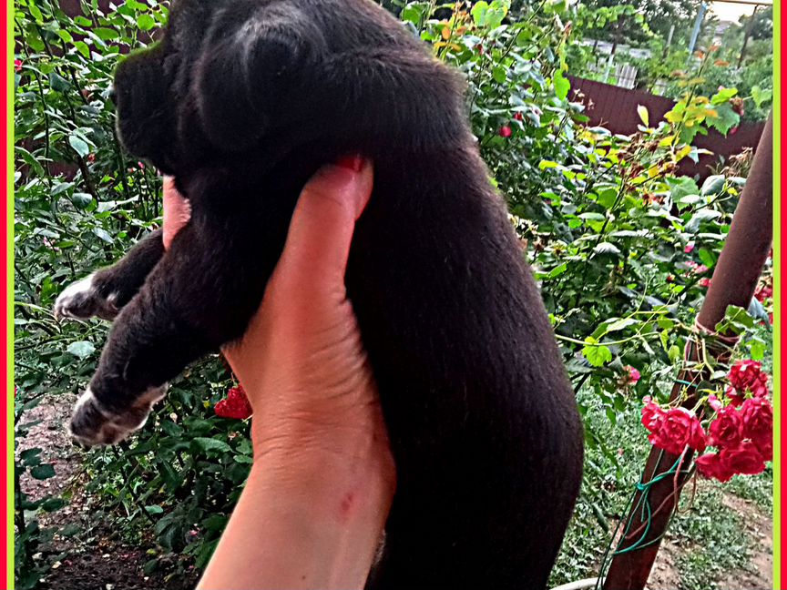 Щенок мальчик в хорошие руки