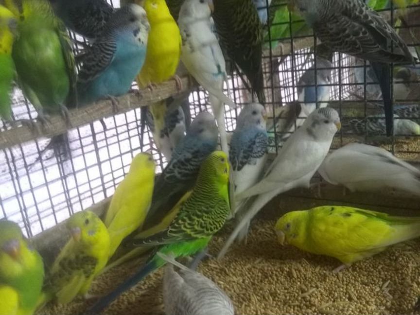 Продаются волнистые попугаи
