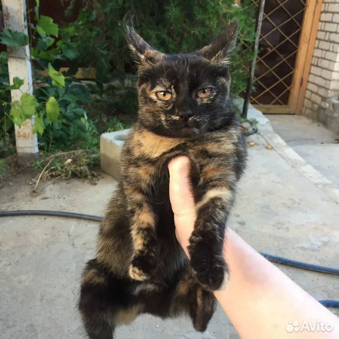 Ласковая и добрая кошечка 3-4 месяца