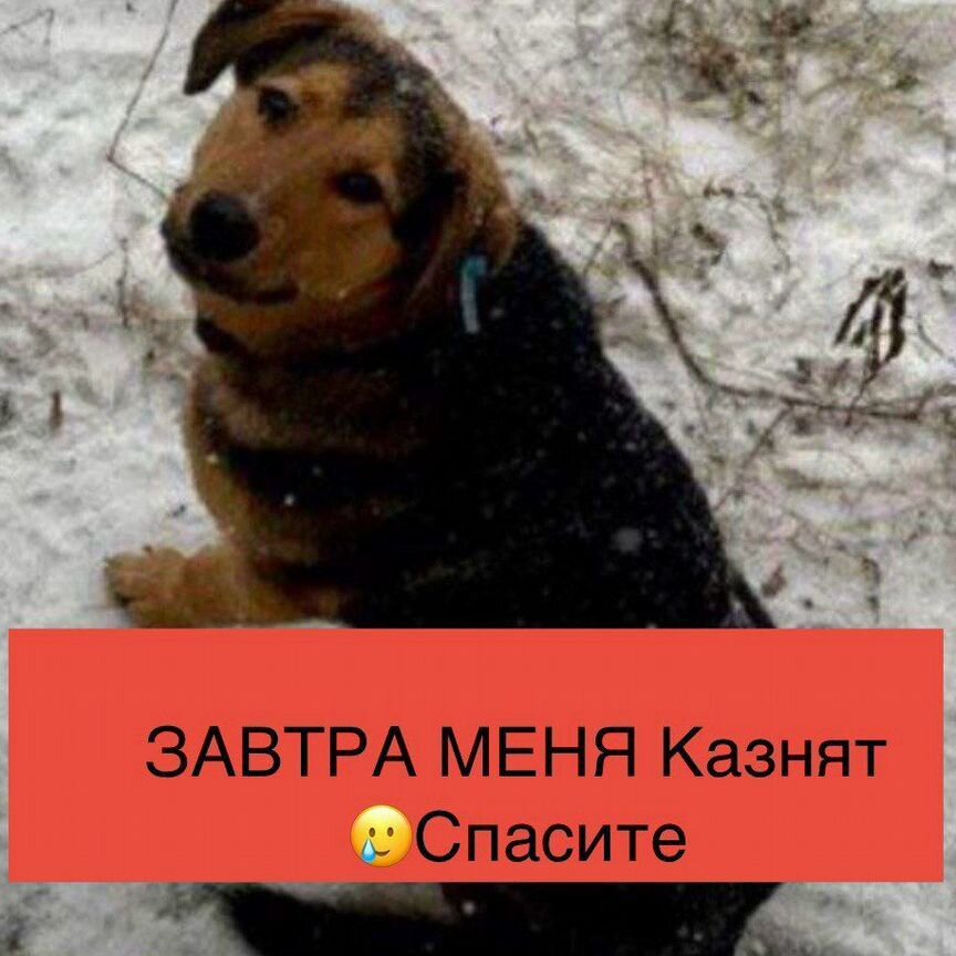 Взрослый пёс в добрые руки