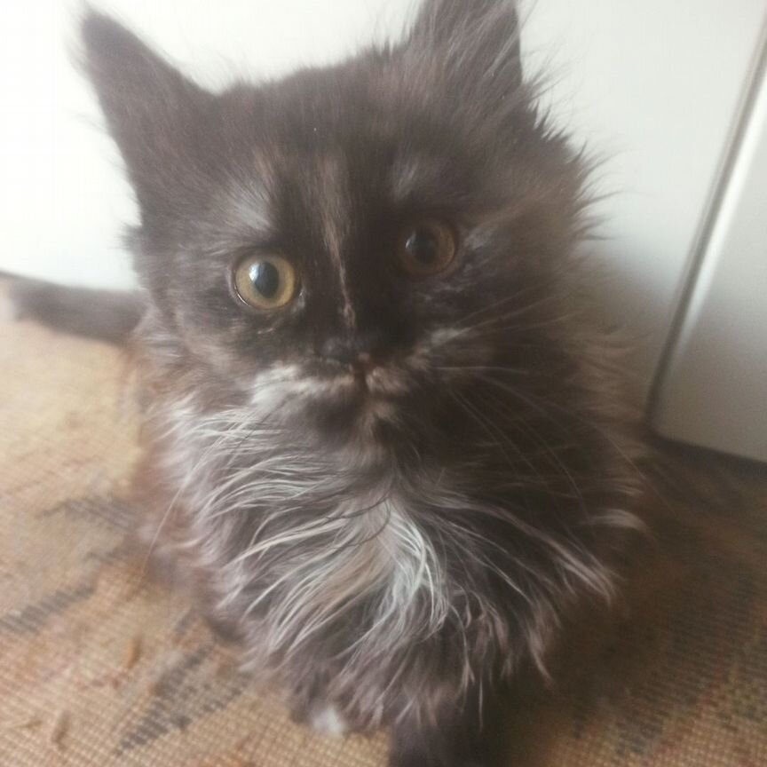 Майн Кун котята