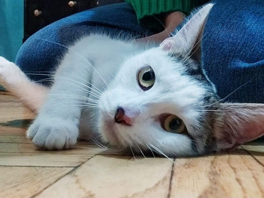 Элис ищет дом