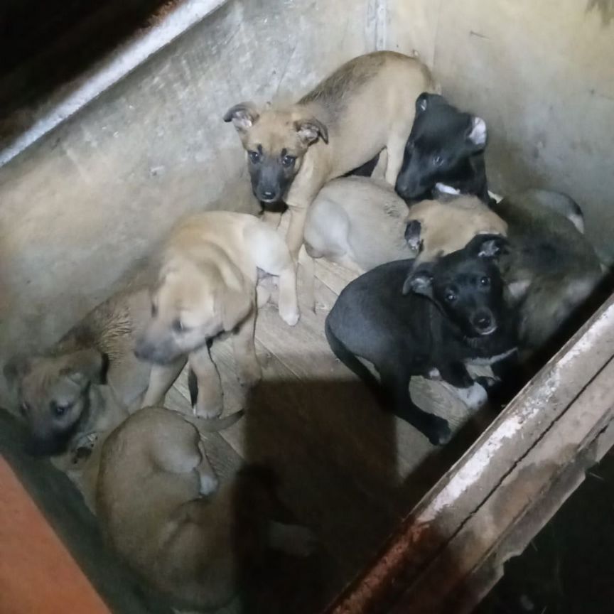 Щенки с предприятия,черные,рыжие,разноцветные