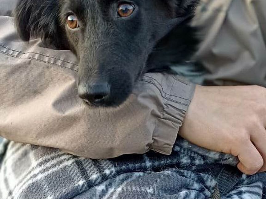 Щенок в любящую семью