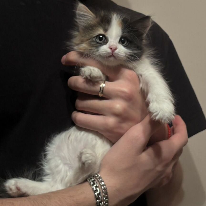 Котенок