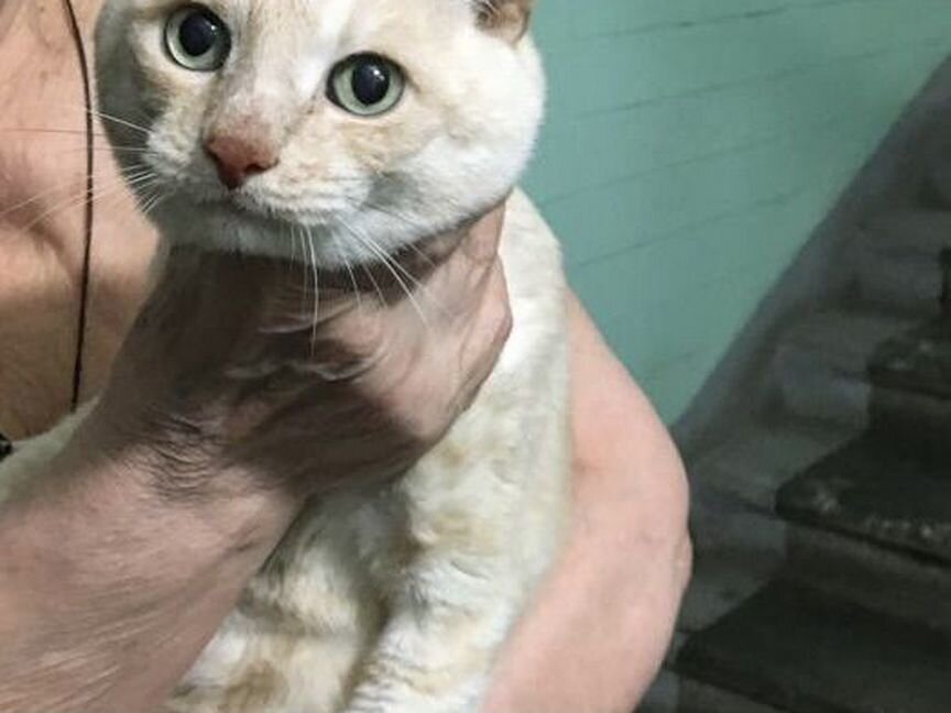 Кот в добрые руки