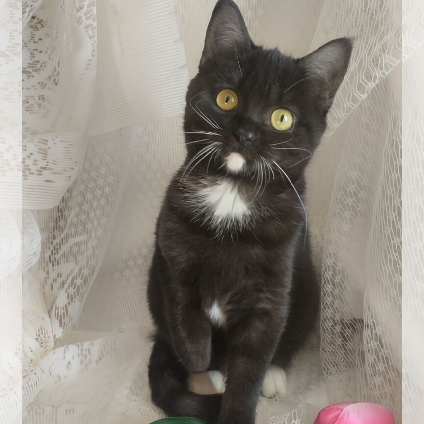 Котёнок в добрые руки