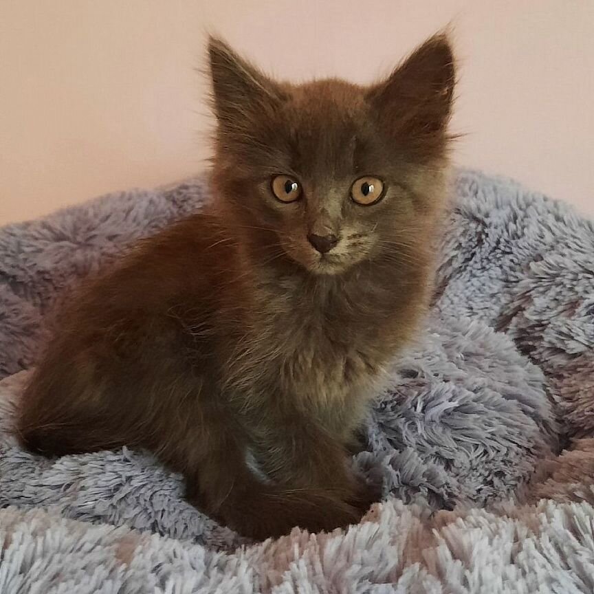 Котята в добрые руки приучены к лотку