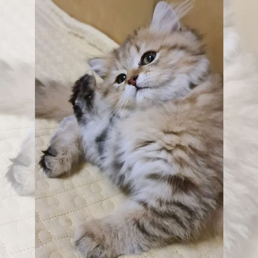 Британские котята золотая шиншилла