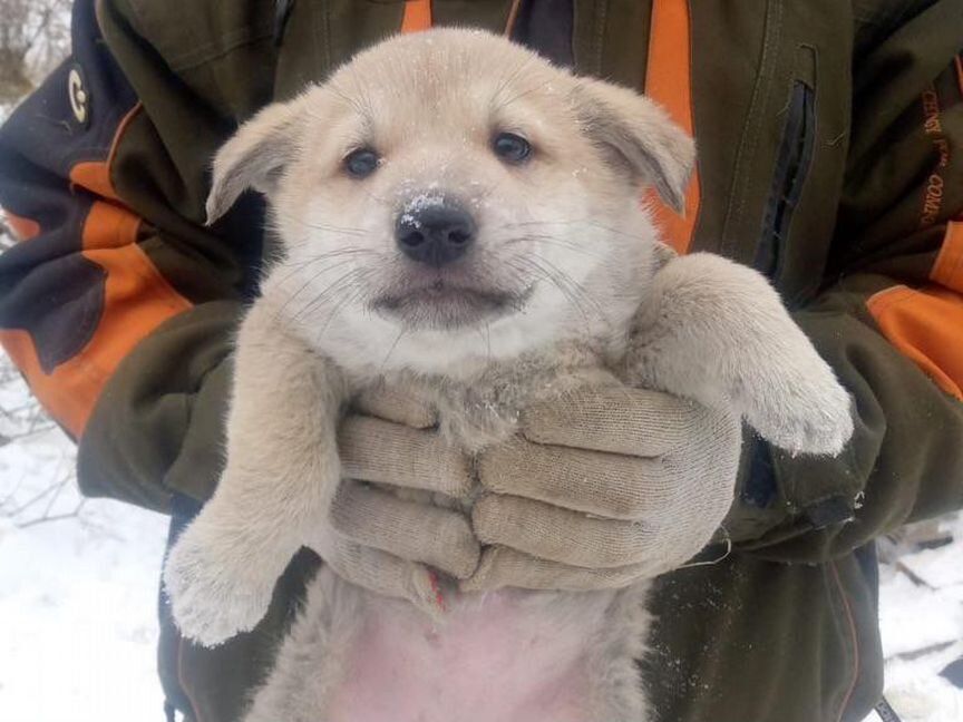 Щенки живут на базе