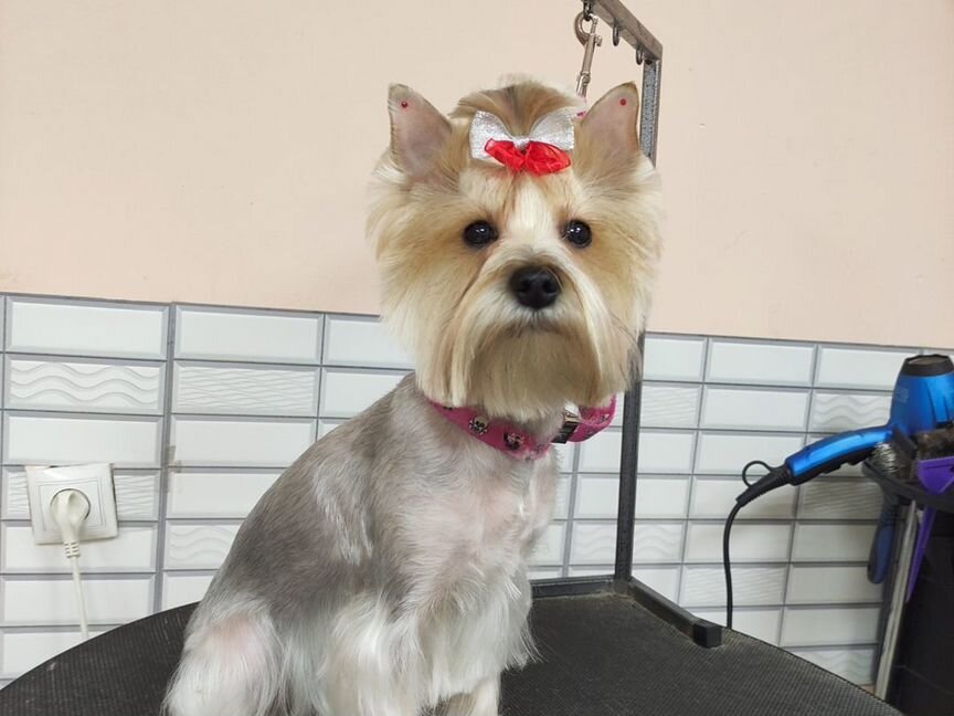 Йоркширский терьер щенки