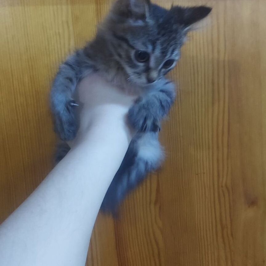 Отдам даром бесплатно животные