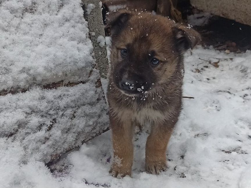 Мама овчарка, пап красивый
