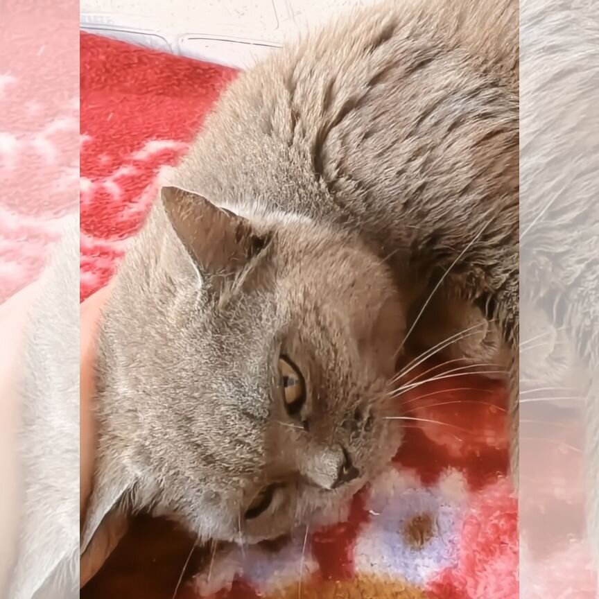 Взрослая, кошка в добрые руки