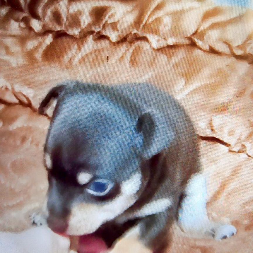 Продаются щенки тойтерера