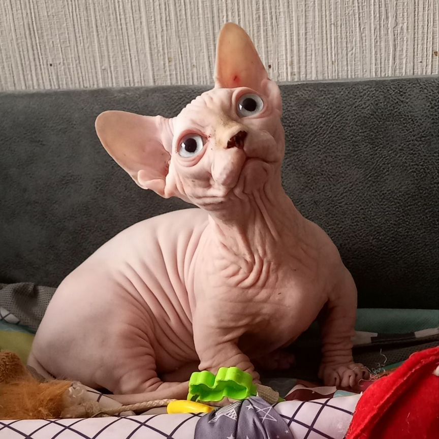 Бамбино котёнок